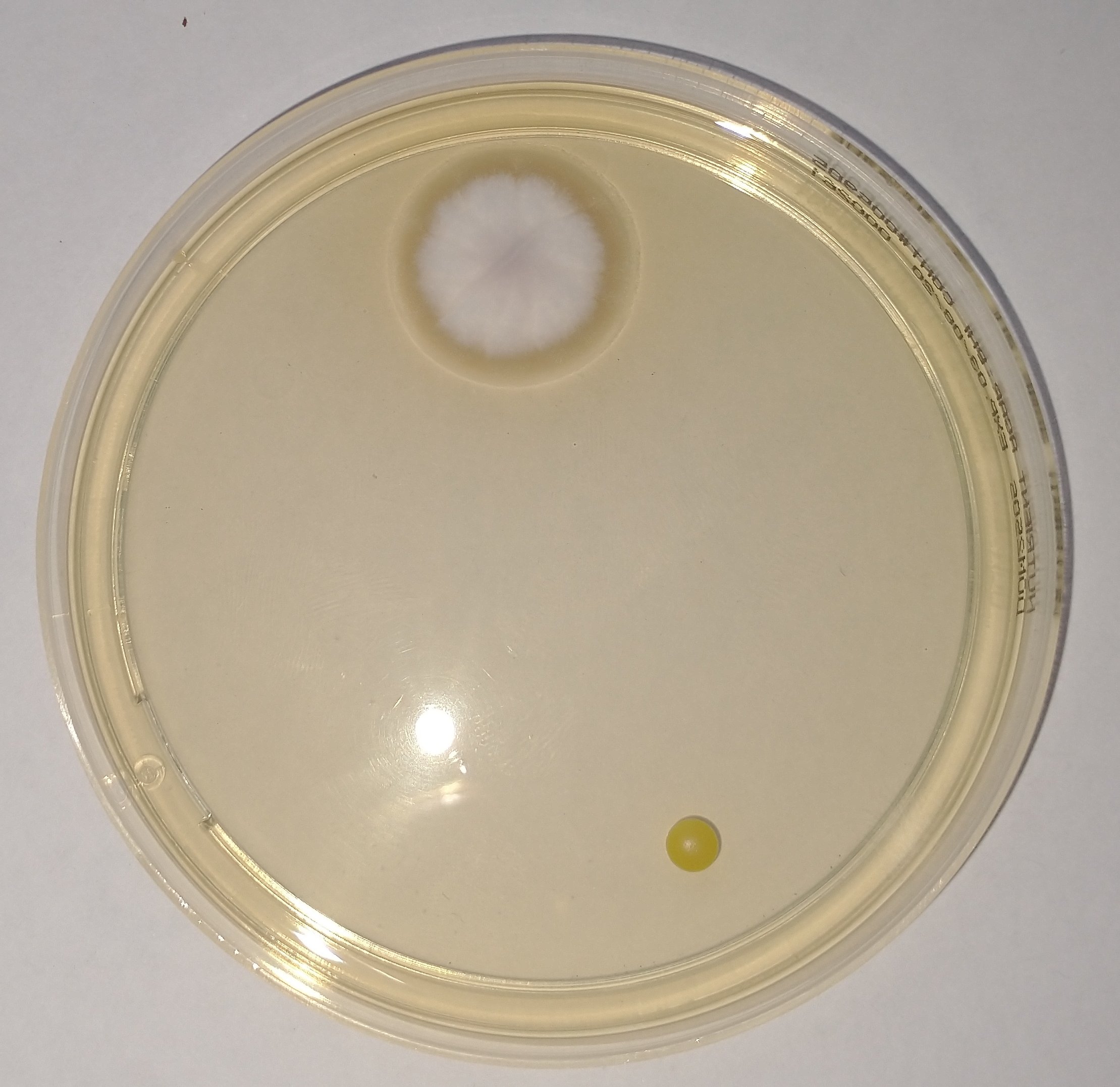 Bacteria Samples – Maker Millers