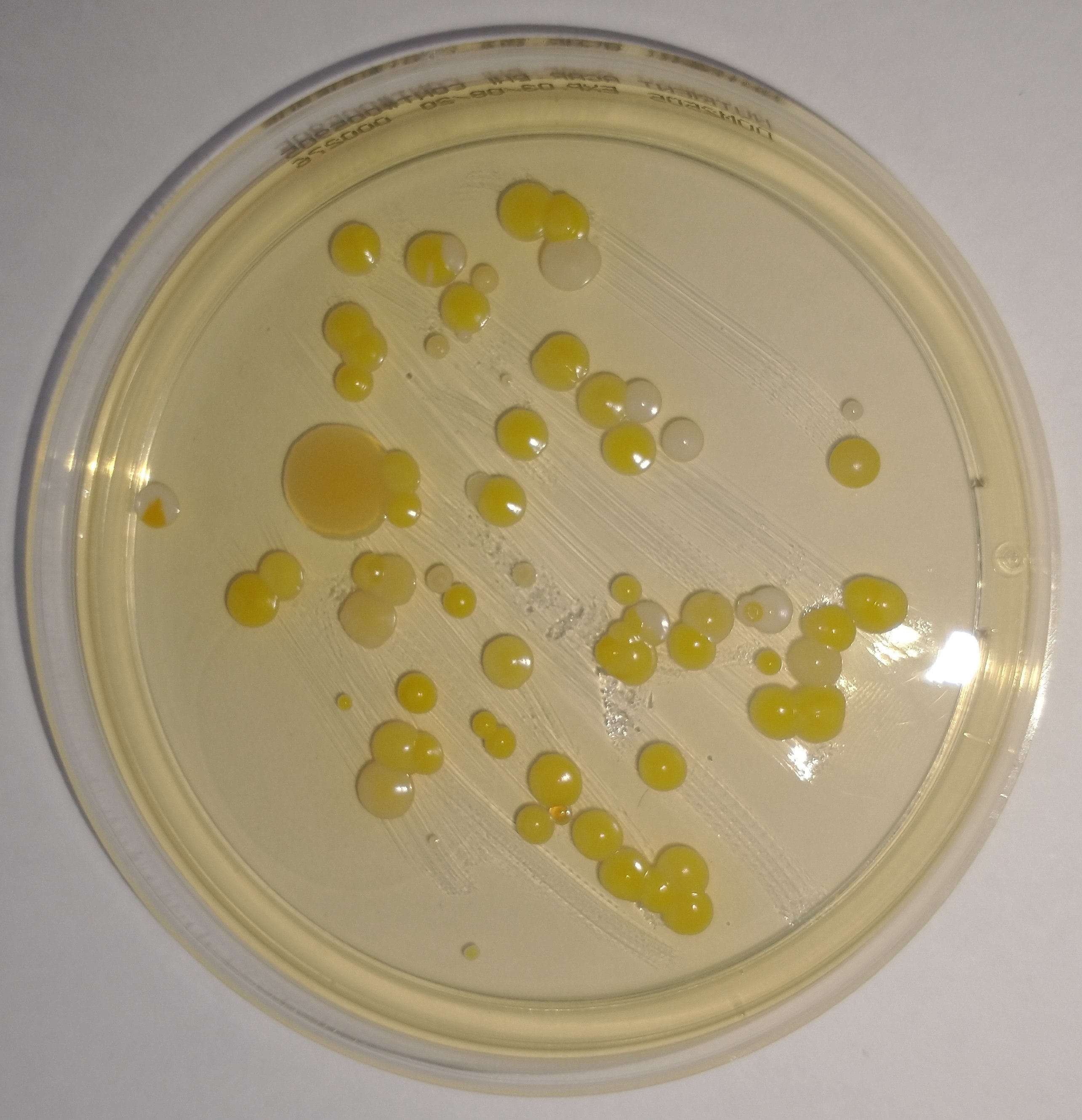 Bacteria Samples – Maker Millers