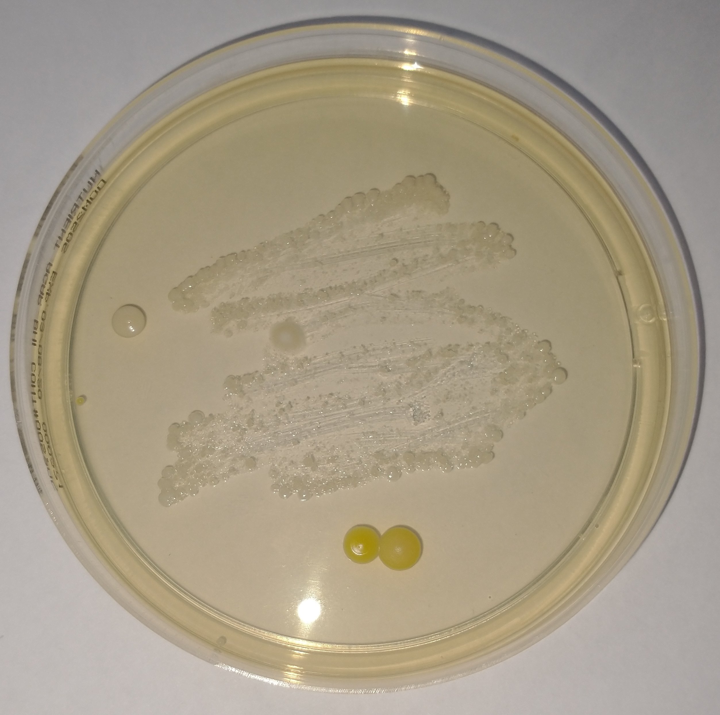 Bacteria Samples – Maker Millers