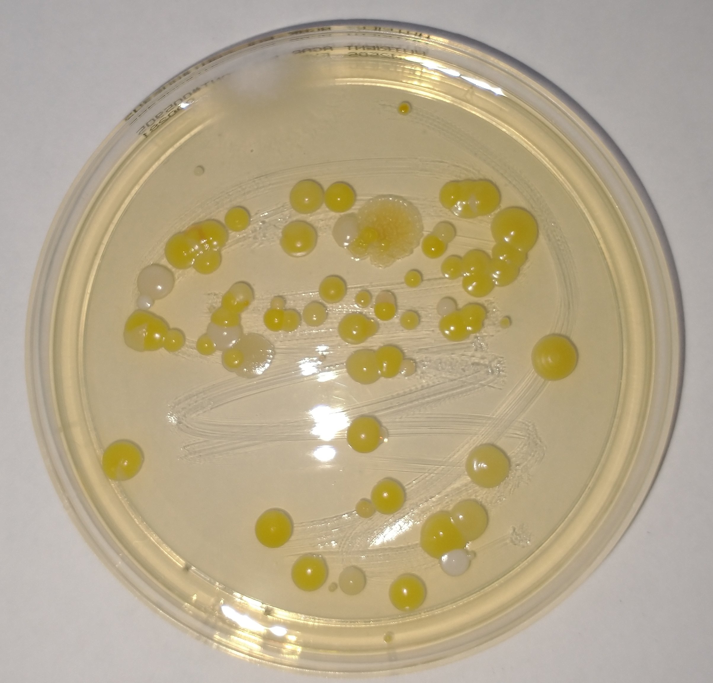 Bacteria Samples – Maker Millers